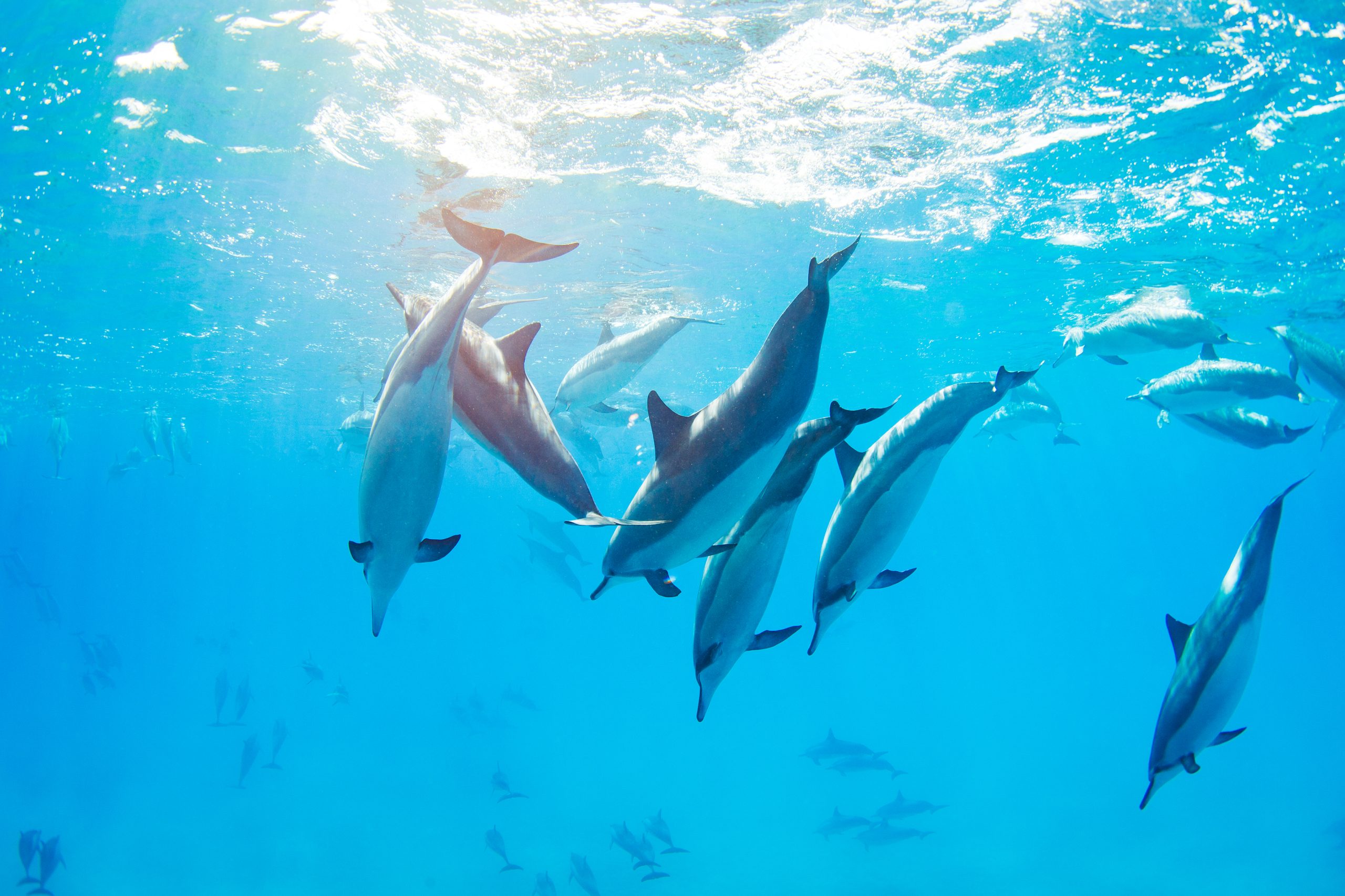 Cetacean Depredation - Fishtek Marine