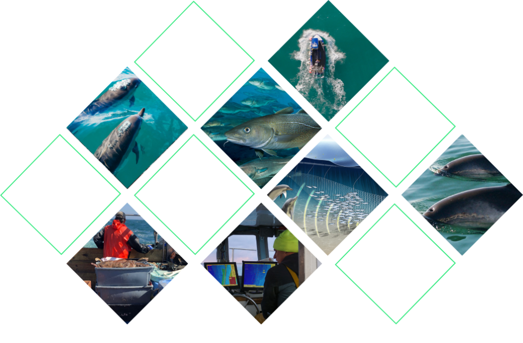 Cetacean Bycatch - Fishtek Marine