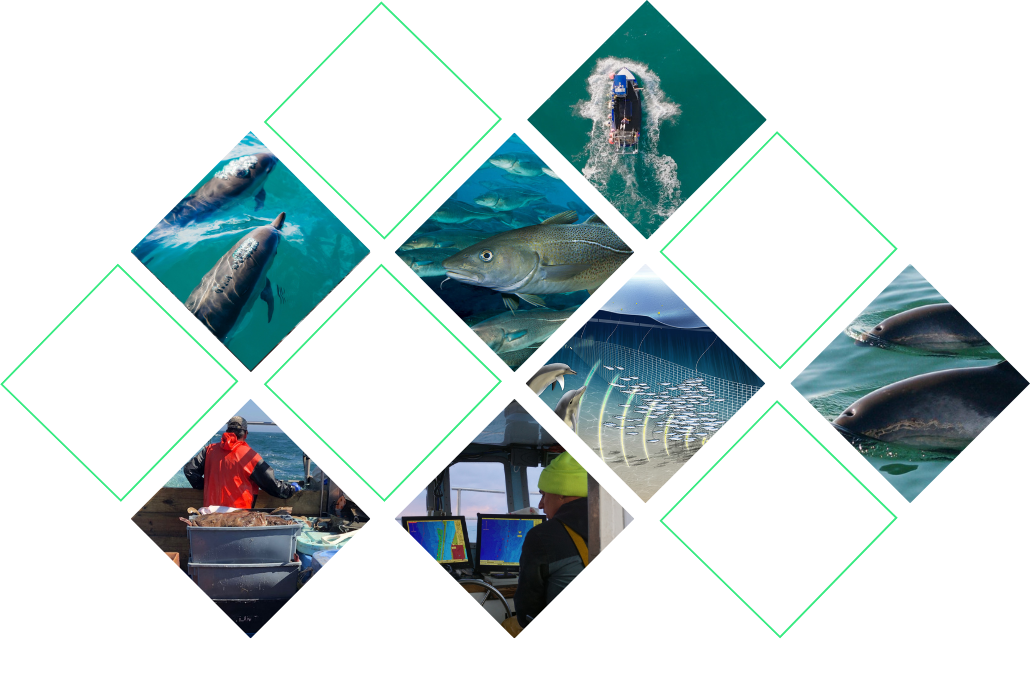 Cetacean Bycatch - Fishtek Marine