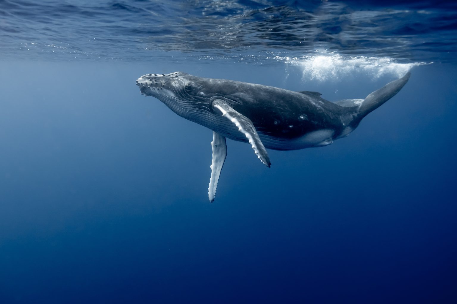Cetacean Bycatch - Fishtek Marine