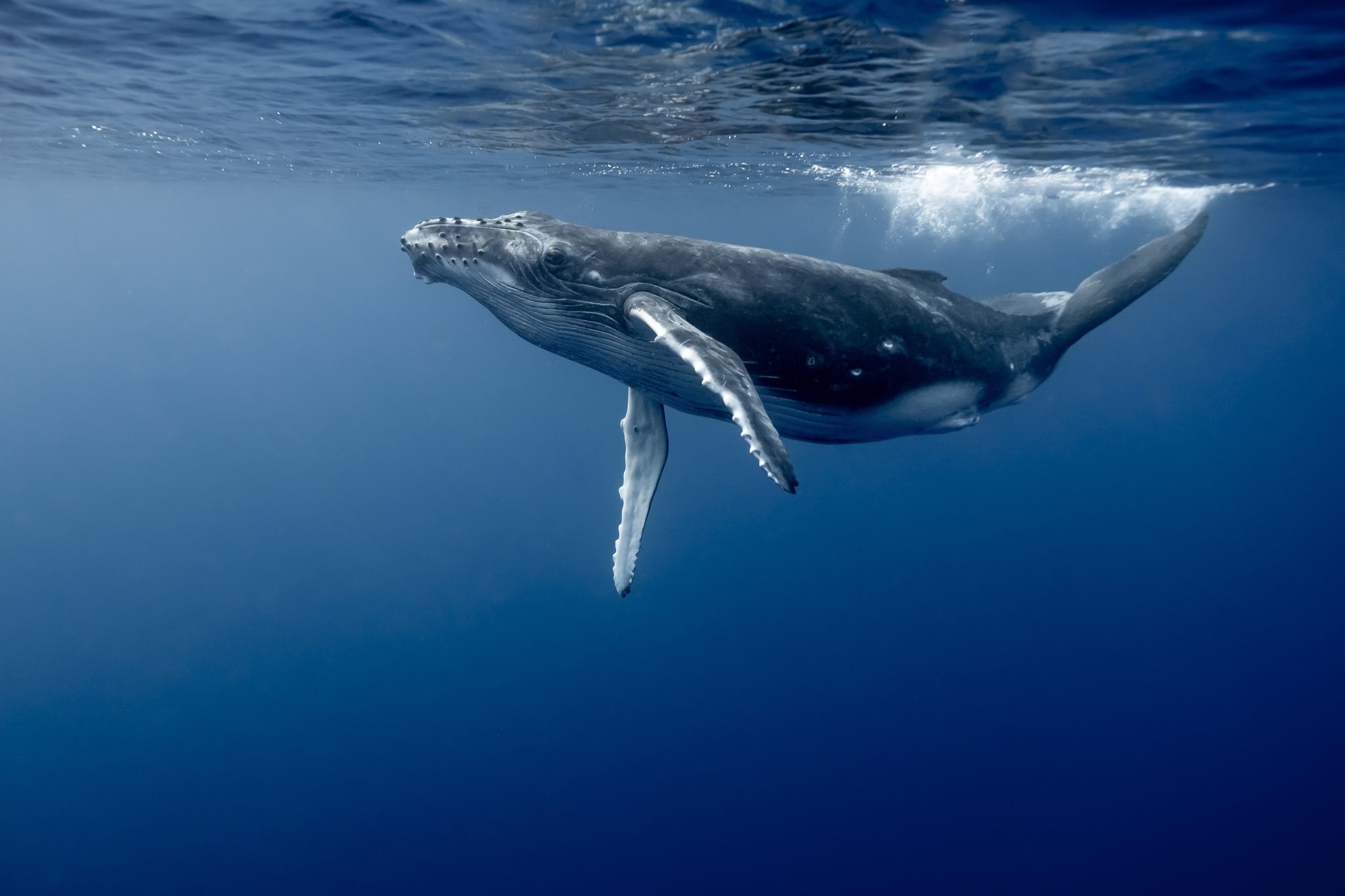 Cetacean Bycatch - Fishtek Marine